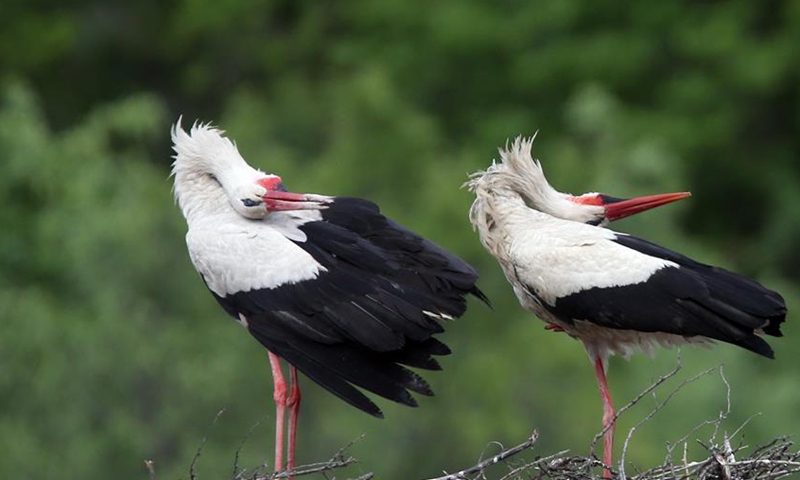 Storks seen in Kizilcahamam district of Ankara, Turkey - Global Times