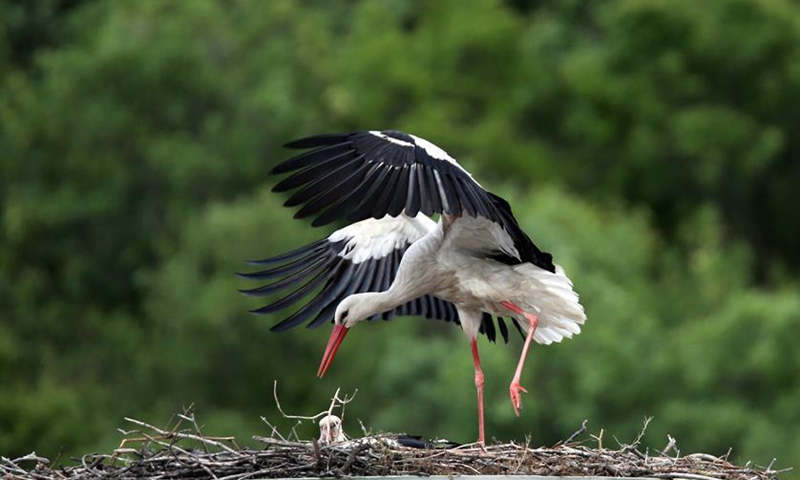 Storks seen in Kizilcahamam district of Ankara, Turkey - Global Times