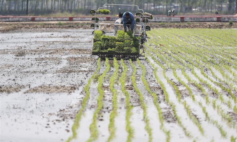 Rice transplanting starts in Liaoning - Global Times