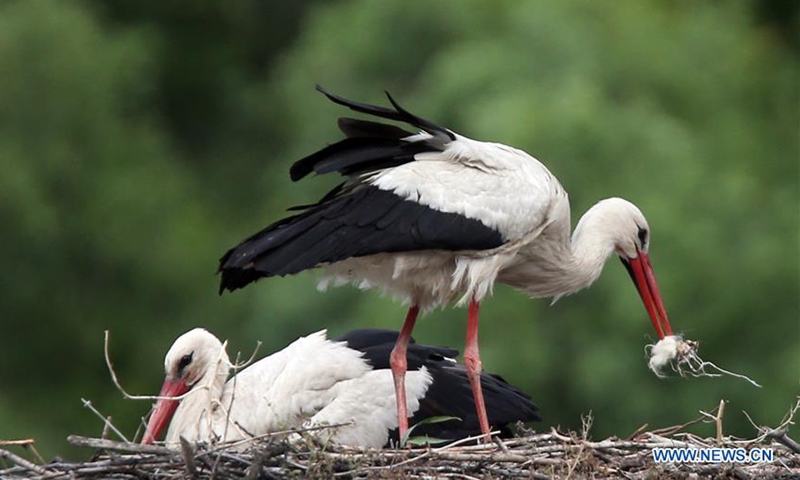 Storks seen in Kizilcahamam district of Ankara, Turkey - Global Times