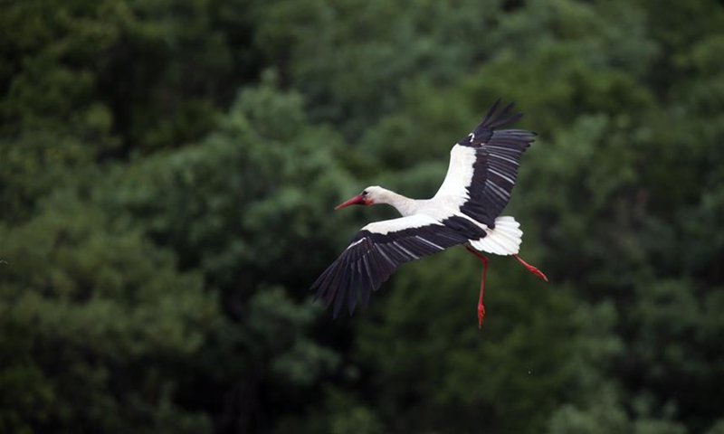 Storks seen in Kizilcahamam district of Ankara, Turkey - Global Times