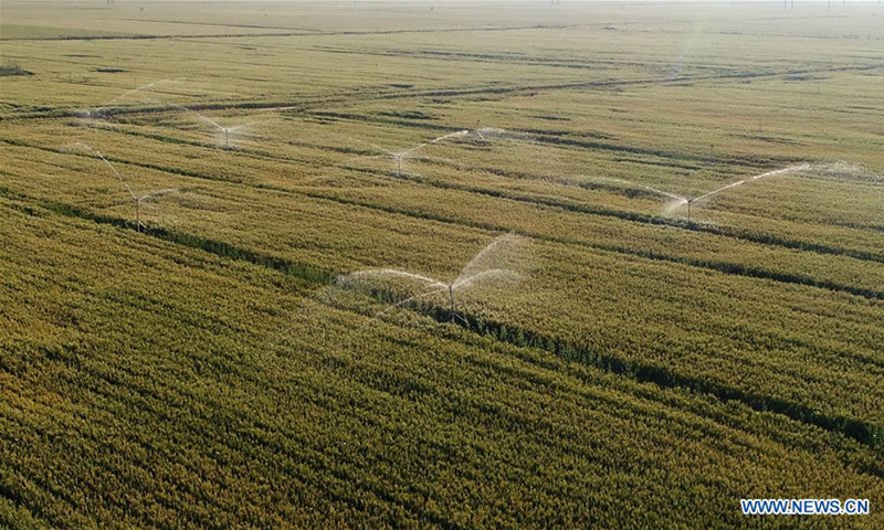In pics: wheat field in N China - Global Times