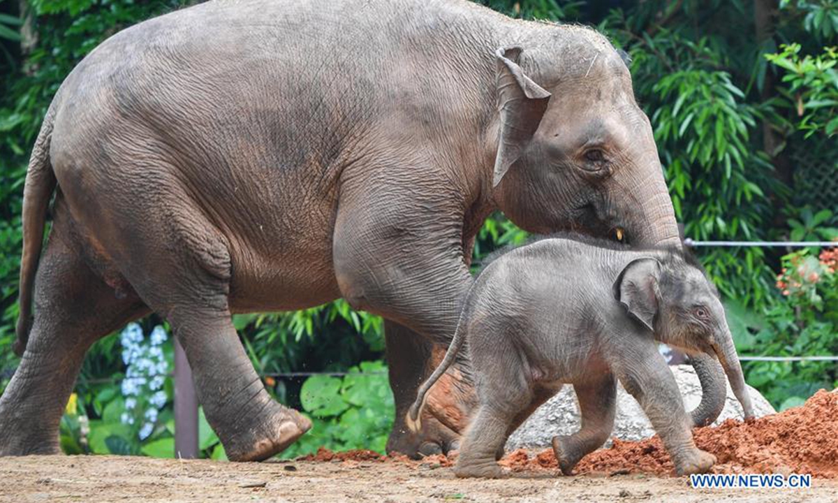 Asian elephants at Chimelong Safari Park in Guangzhou - Global Times