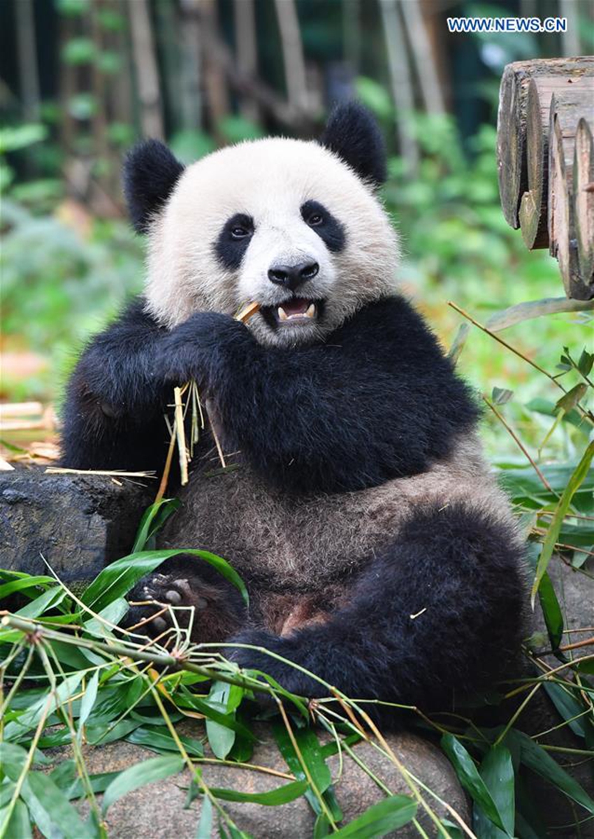 Giant pandas at Chimelong Safari Park in Guangzhou - Global Times