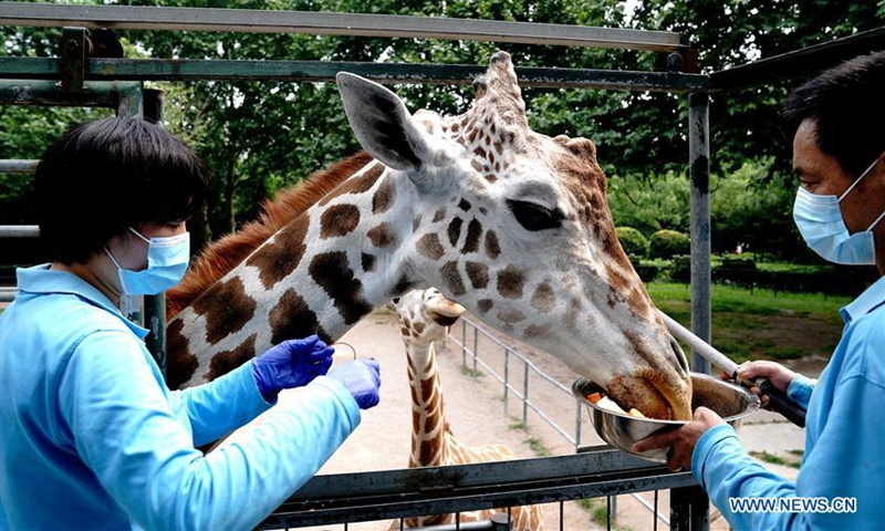 Veterinarians conduct regular physical examination for animals in ...