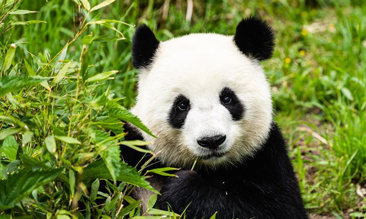 Visitors visit Panda Pavilion of Zoo Berlin in Germany - Global Times