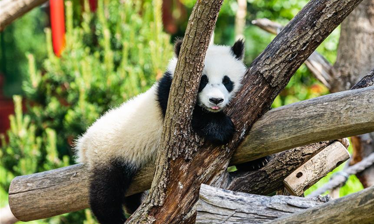 Visitors visit Panda Pavilion of Zoo Berlin in Germany - Global Times
