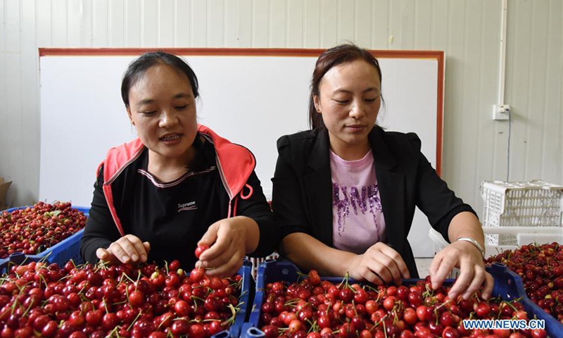 Cherry industry boosts local economy in Quzhou, Hebei - Global Times