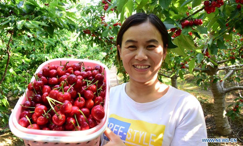 Cherry industry boosts local economy in Quzhou, Hebei - Global Times
