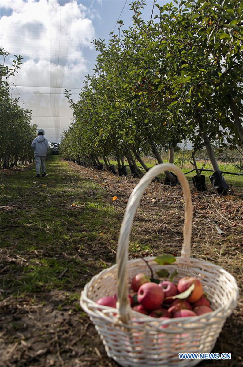 People spend weekend at Bilpin Fruit Bowl in Bilpin, Australia - Global ...