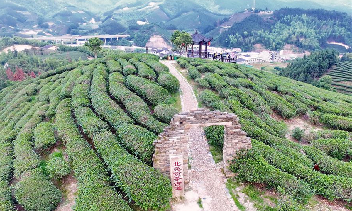 Tea exports rise in E China's Fujian - Global Times