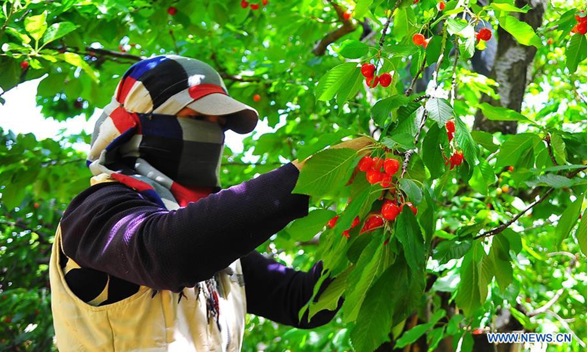 Farmers havest cherries in Damascus, Syria - Global Times