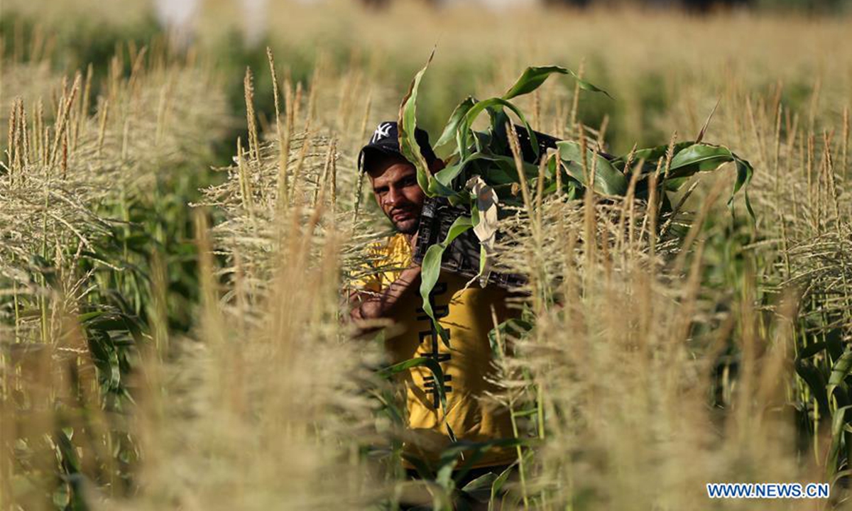 Palestinian farmers collect corns during harvest season in Gaza strip ...