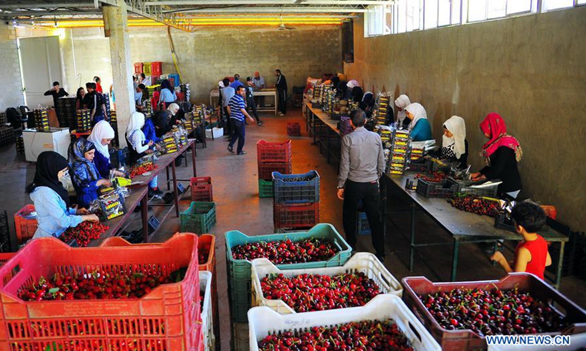 Farmers havest cherries in Damascus, Syria - Global Times
