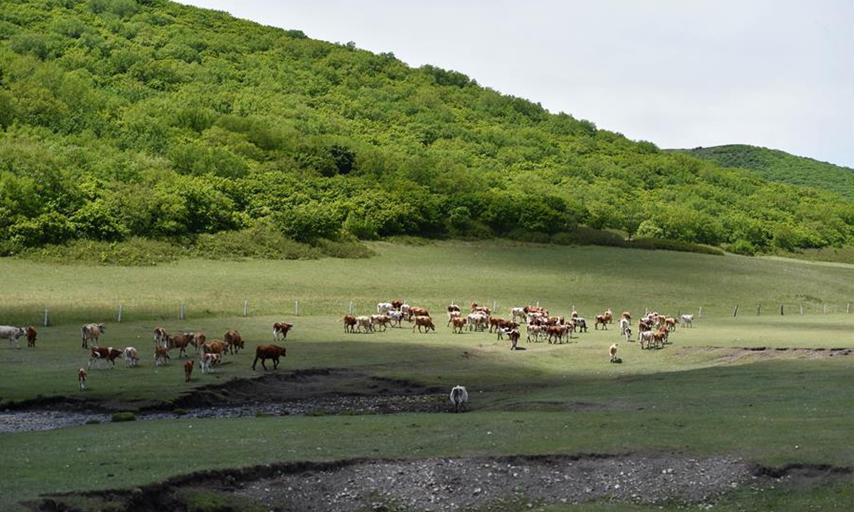 View of Ar Horqin grassland in Chifeng, Inner Mongolia - Global Times