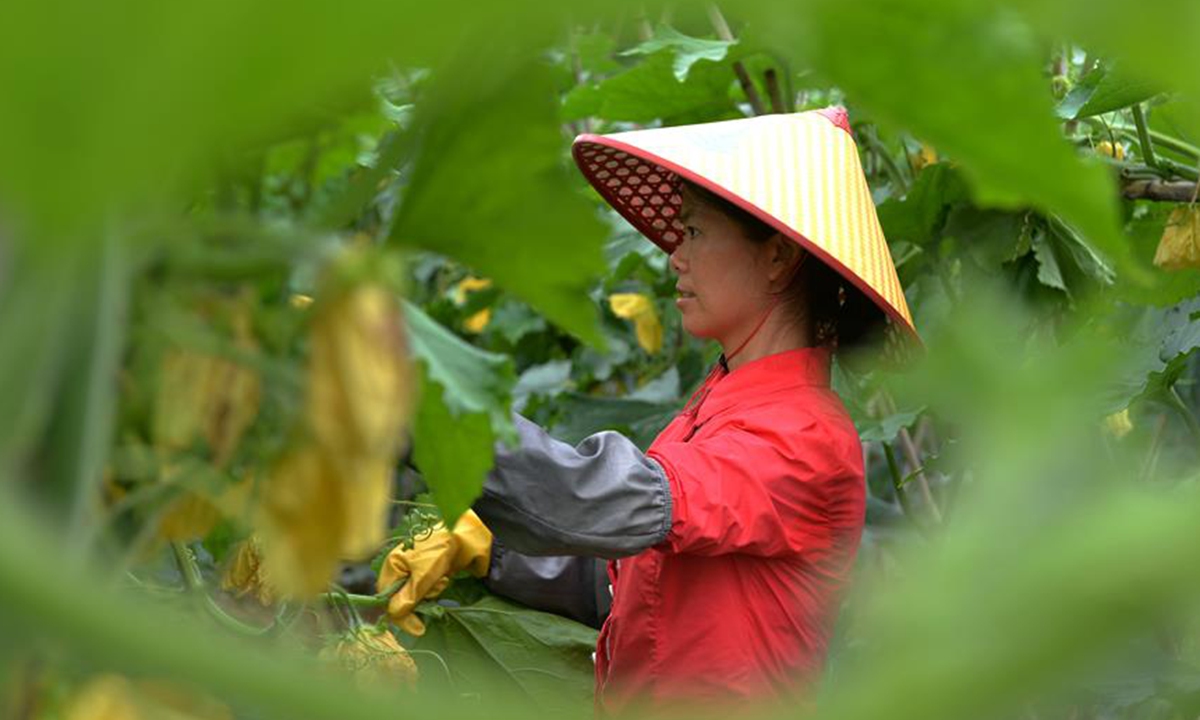 Farmers work at vegetable planting base in Hunan, C China - Global Times
