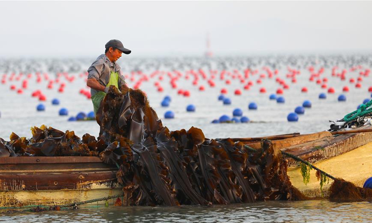 Kelp enters harvest season in Rongcheng, E China - Global Times