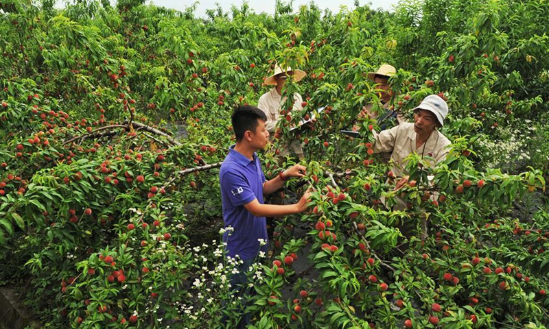 Local farmers in Jiaxing realize high production by setting up ...