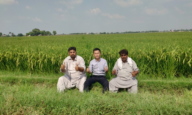 New super hybrid rice variant being transplanted in Yunnan Province ...