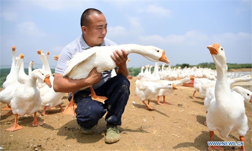 White goose breeding business helps people get rid of poverty in Anhui ...
