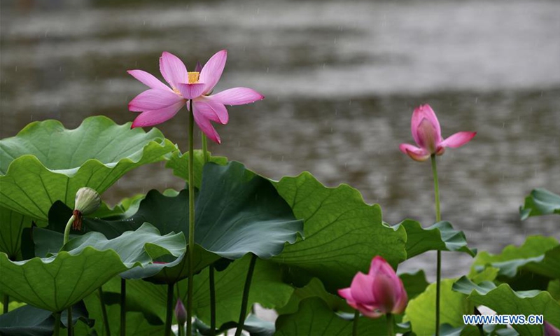 In pics: lotus flowers at Jinshan Park in Fuzhou - Global Times