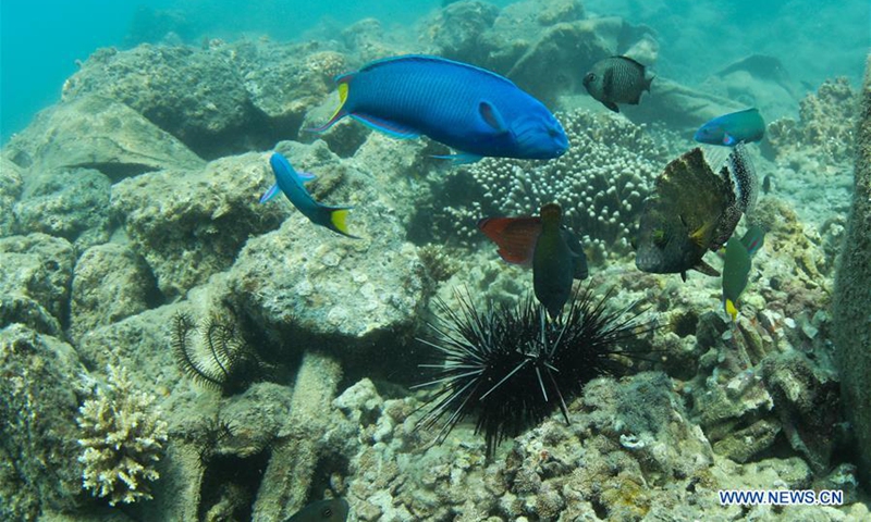 View of marine ranch in Sanya - Global Times