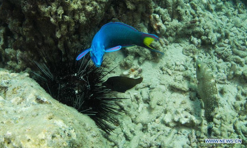 View of marine ranch in Sanya - Global Times