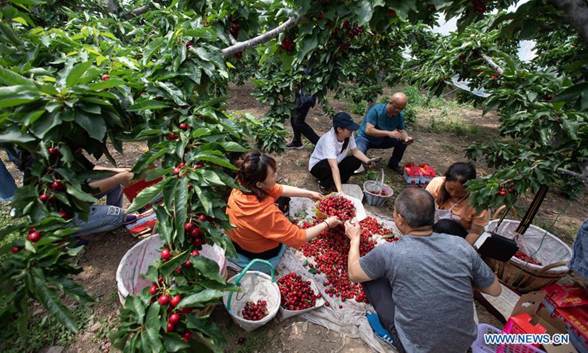 Cherry industry boosts local economy in Hanyuan, Sichuan - Global Times