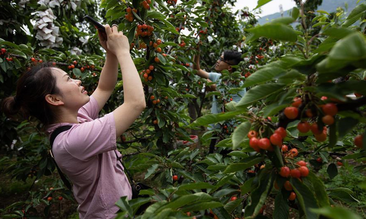 Cherry industry boosts local economy in Hanyuan, Sichuan - Global Times