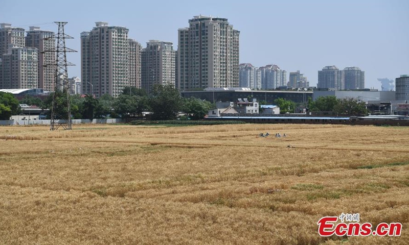 In pics: Harvest time at 'most luxurious farmland' in downtown Beijing ...