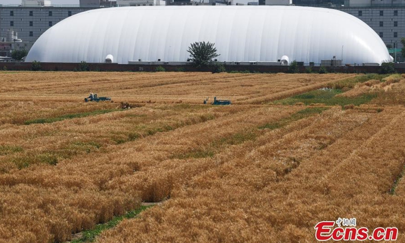In pics: Harvest time at 'most luxurious farmland' in downtown Beijing ...