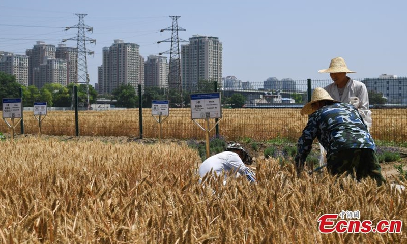 In pics: Harvest time at 'most luxurious farmland' in downtown Beijing ...