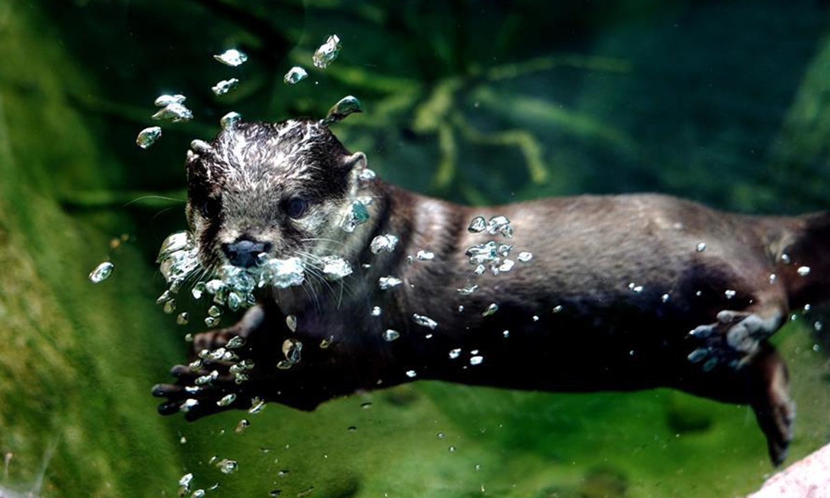 In pics: Asian small-clawed otters at Shanghai Zoo - Global Times