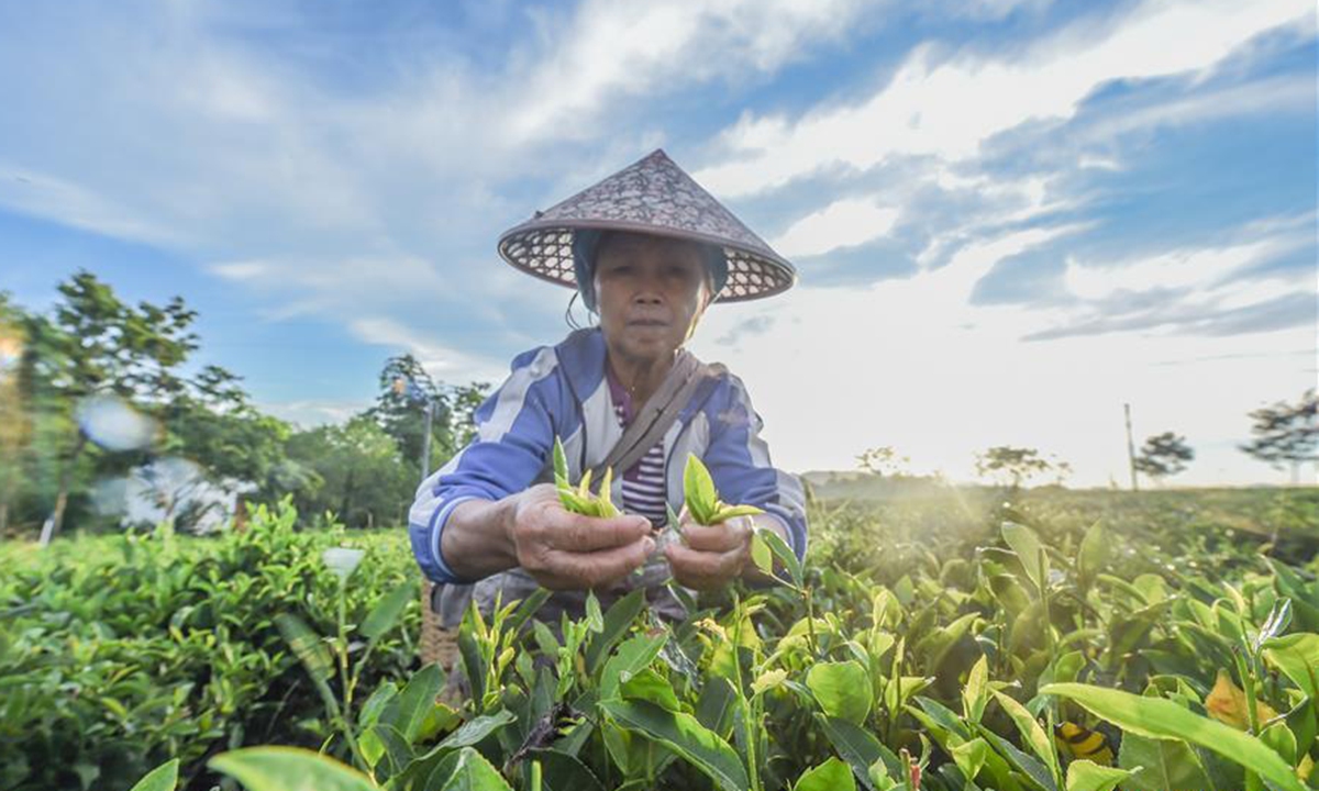 Tea cooperative helps households shake off poverty in Hainan - Global Times