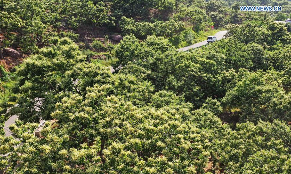 View of chestnut forest in Qian'an City, N China's Hebei - Global Times