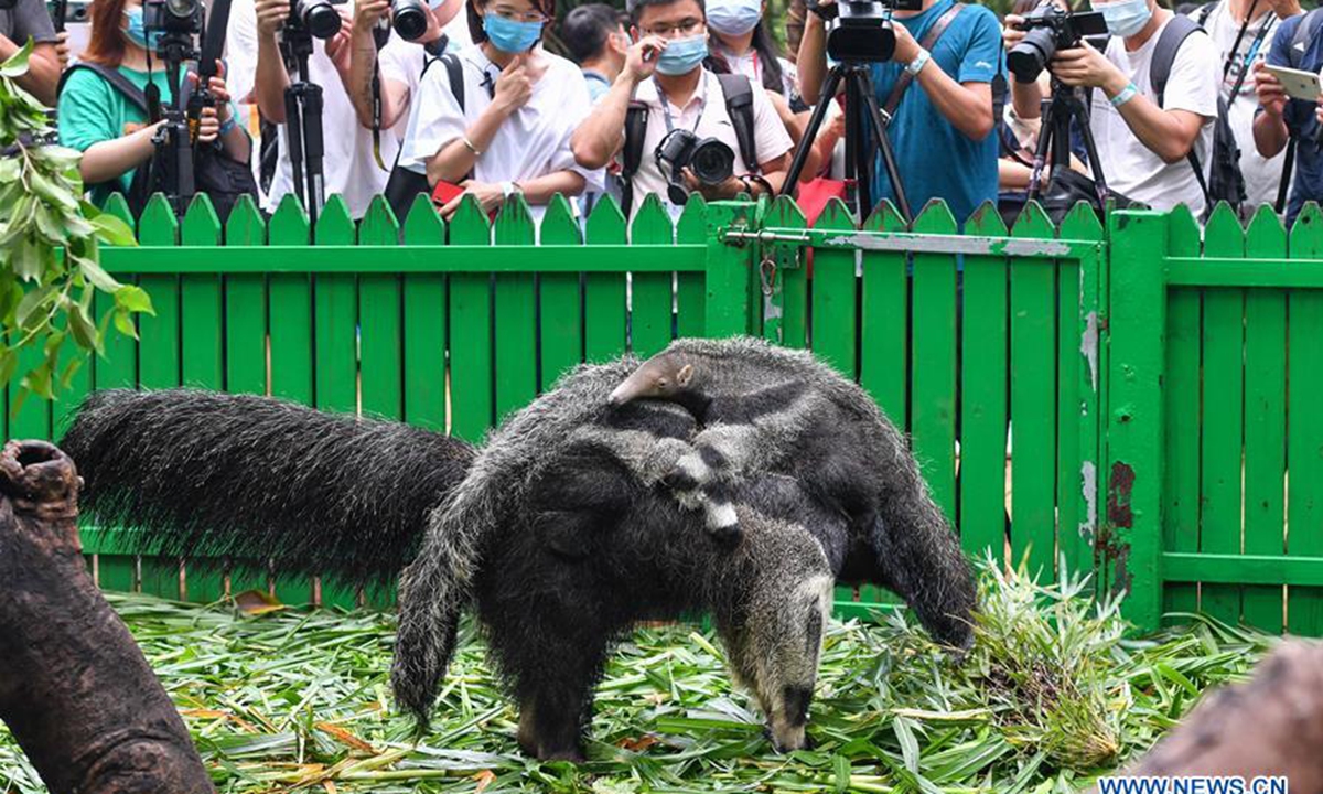 Pigeon pair of anteater cubs make public appearance in Guangzhou ...