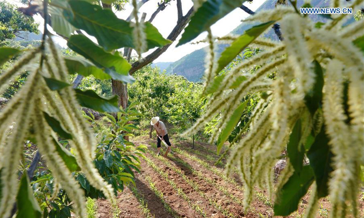 View of chestnut forest in Qian'an City, N China's Hebei - Global Times