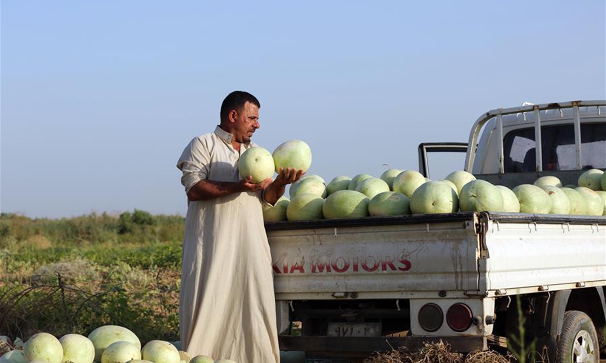 Farmers harvest watermelons in suburb of Baghdad, Iraq - Global Times