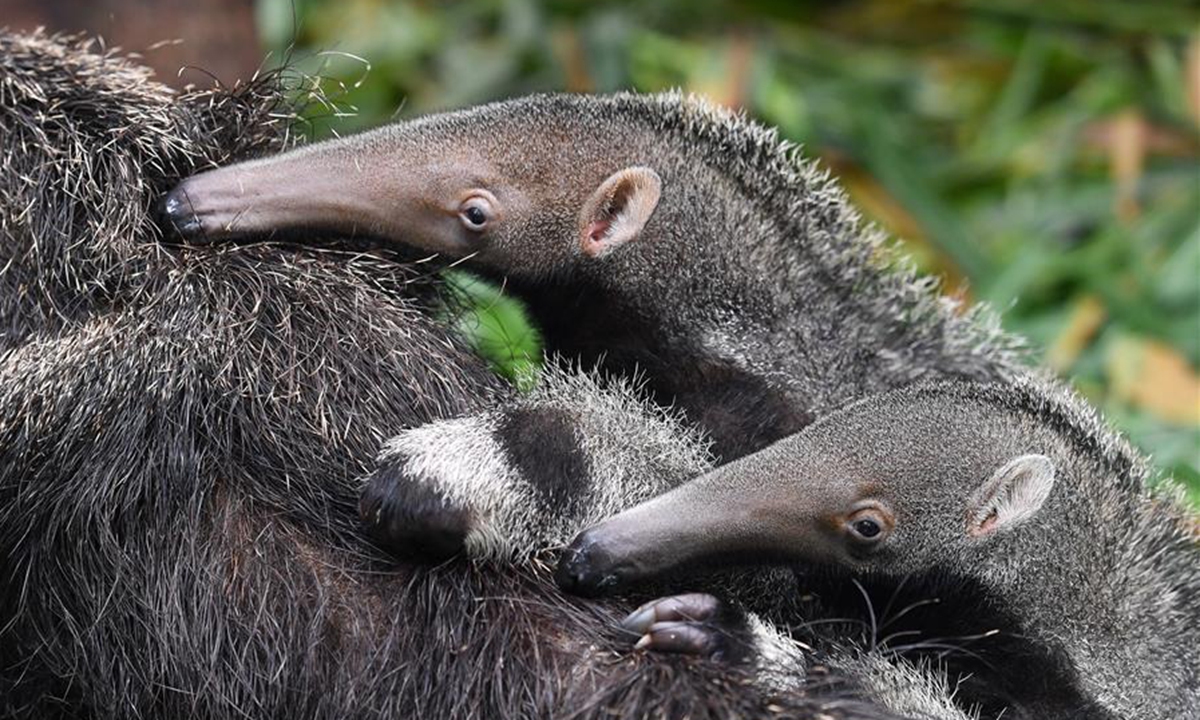Pigeon pair of anteater cubs make public appearance in Guangzhou ...
