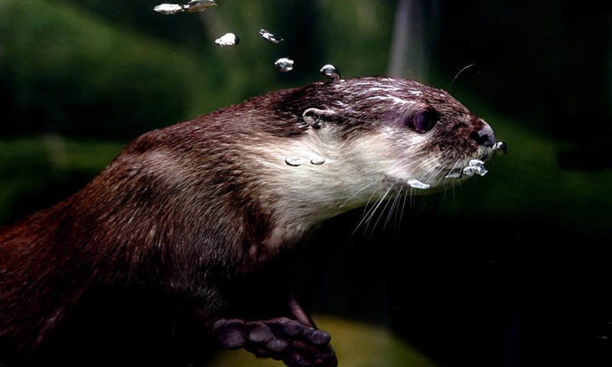 In pics: Asian small-clawed otters at Shanghai Zoo - Global Times