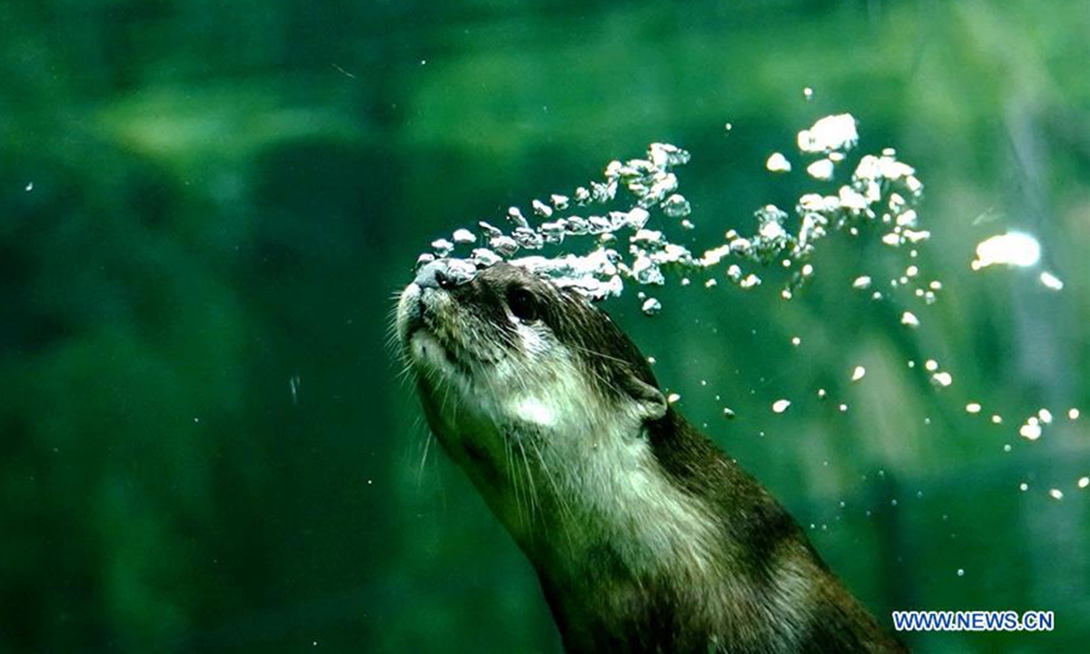 In pics: Asian small-clawed otters at Shanghai Zoo - Global Times