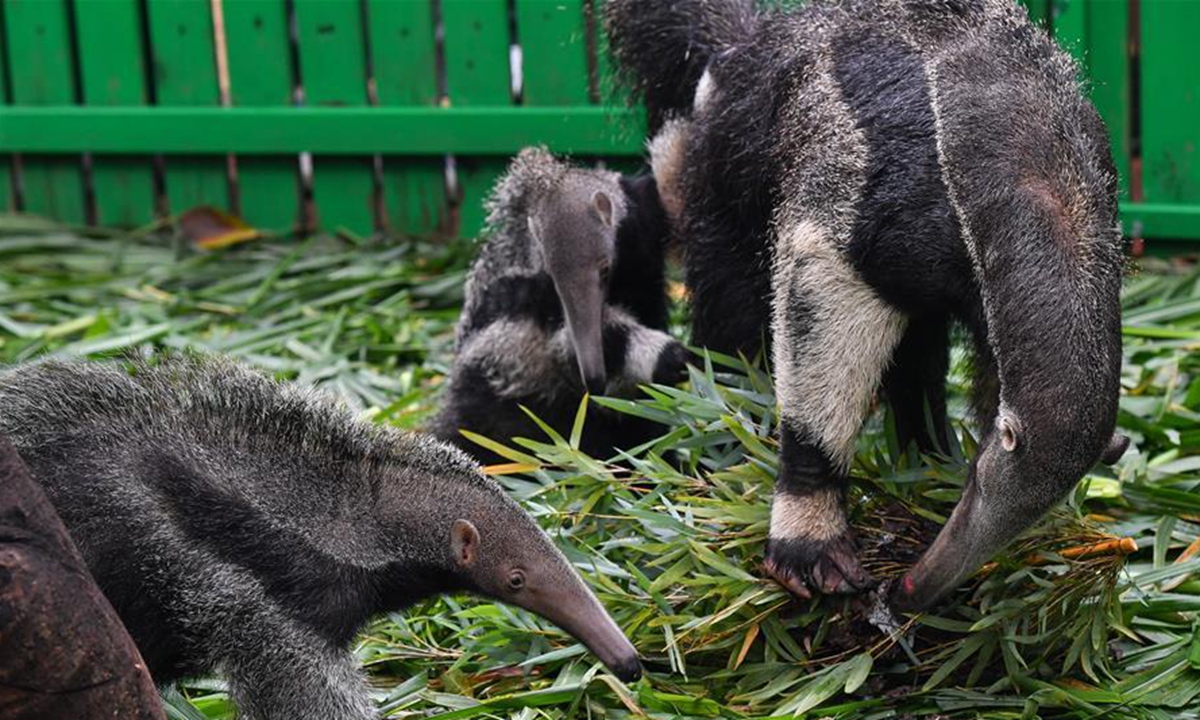 Pigeon pair of anteater cubs make public appearance in Guangzhou ...