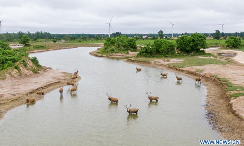 Number of milu rises with efforts of staff in reserve - Global Times