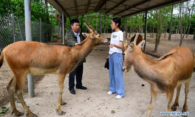 Number of milu rises with efforts of staff in reserve - Global Times