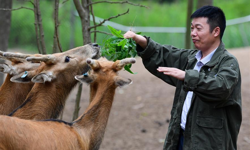 Number of milu rises with efforts of staff in reserve - Global Times