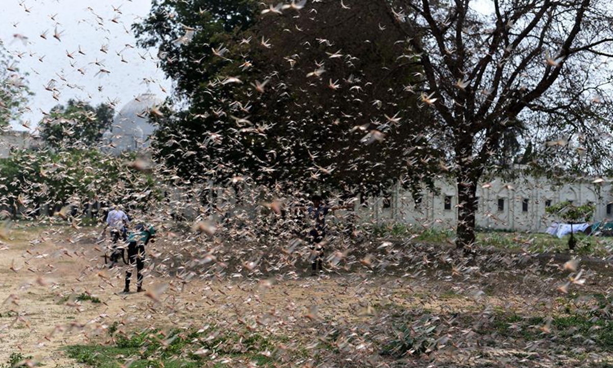 Locusts swarm over field near residential area in Prayagraj, India - Global Times