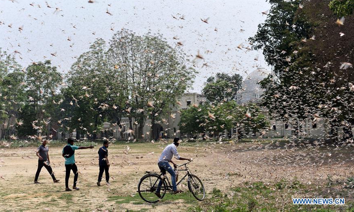 Locusts swarm over field near residential area in Prayagraj, India ...