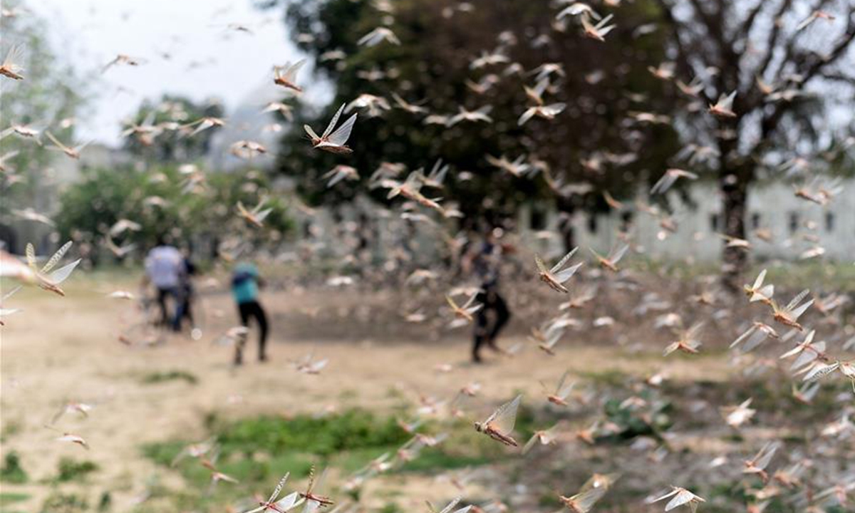 Locusts swarm over field near residential area in Prayagraj, India ...