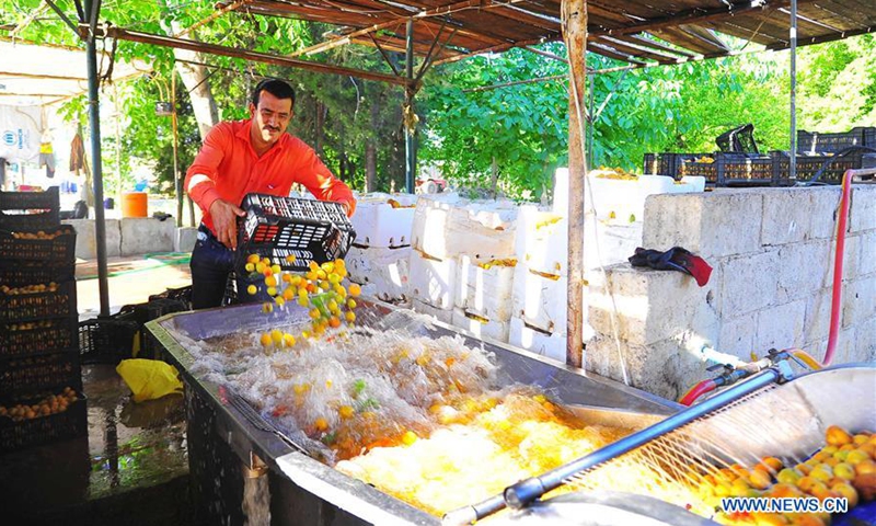 Farmers harvest apricots in countryside of Damascus, Syria - Global Times