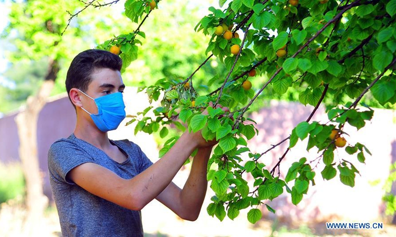 Farmers harvest apricots in countryside of Damascus, Syria - Global Times